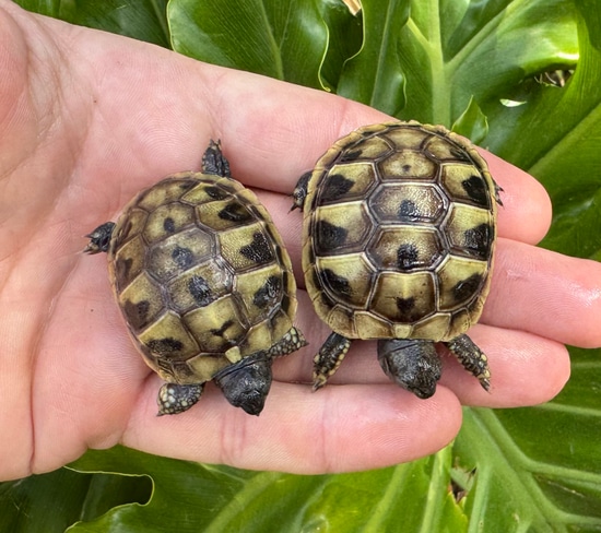 Hermanns Tortoises Hermann's Tortoise by Cameron Lamb Exotics