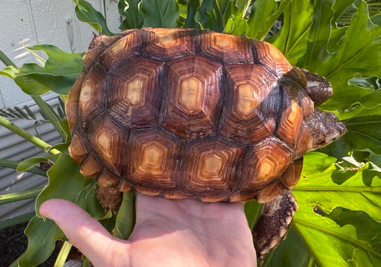 Sulcata 8 Inches Sulcata Tortoise by Cameron Lamb Exotics
