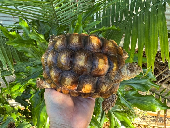 Sulcata Tortoise by Cameron Lamb Exotics