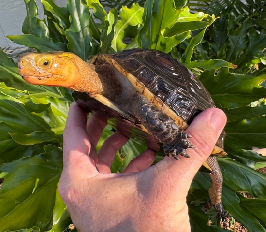 Chinese Box Turtles by Cameron Lamb Exotics