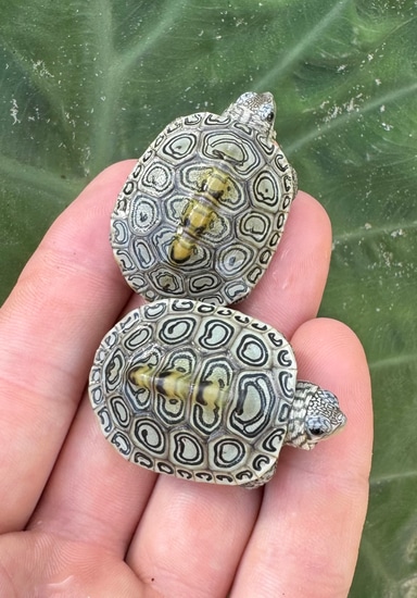 Concentric Diamondback Terrapins by Cameron Lamb Exotics