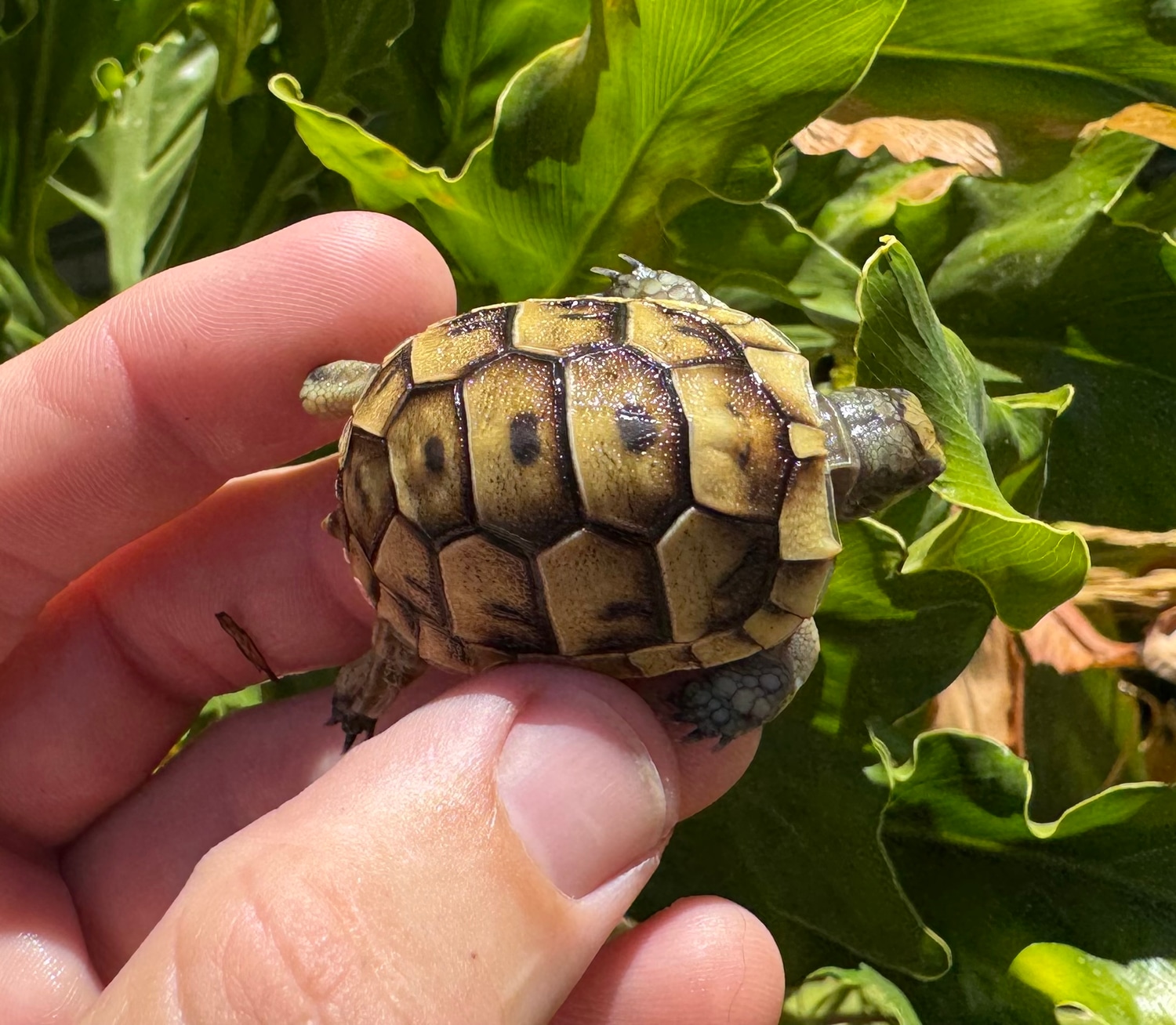 Jordanian Greek tortoise