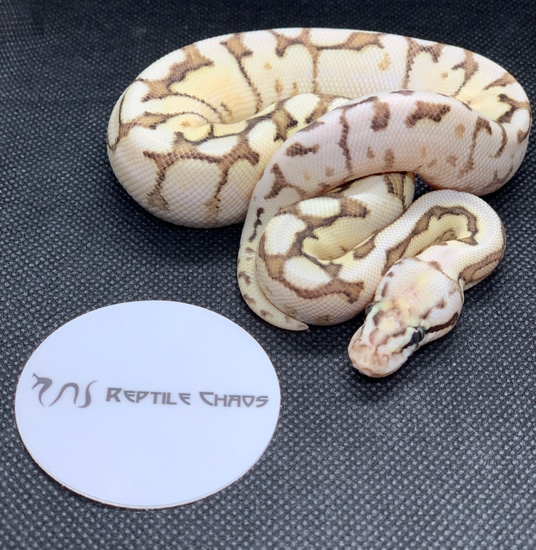 Black Widow Fire Russo Ball Python by Reptile Chaos