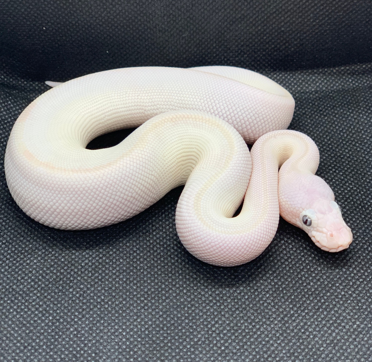 Super Lesser (Blue Eyed Leucistic) Ball Python by Reptile Chaos ...