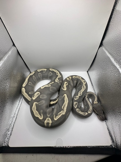 GHI Mojave Hypo Ball Python by ReptileClub310