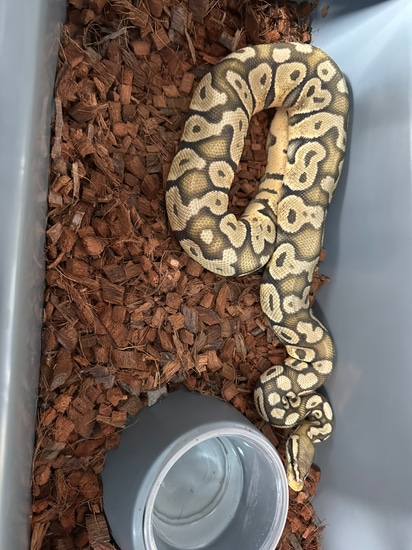 Orange Ghost Ball Python by ReptileClub310