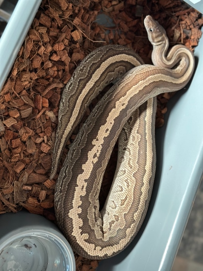 Cinnamon Pinstripe Ball Python by ReptileClub310