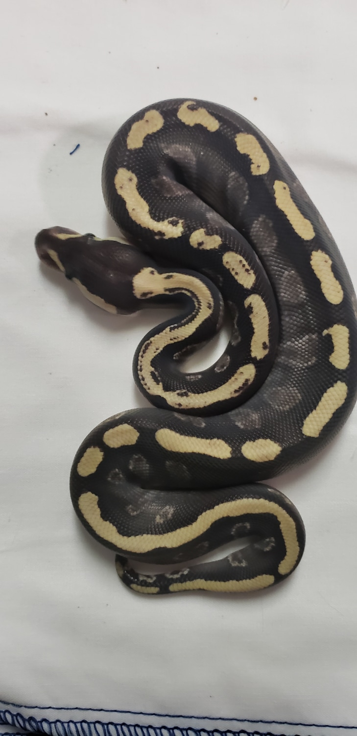 Ghi Mohave 100% Het Clown Ball Python by Emerald Coast Exotics ...