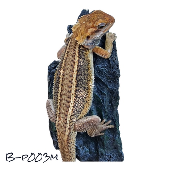 Red Head - Thunder Bolt - Paradigm Bearded Dragon Central Bearded ...
