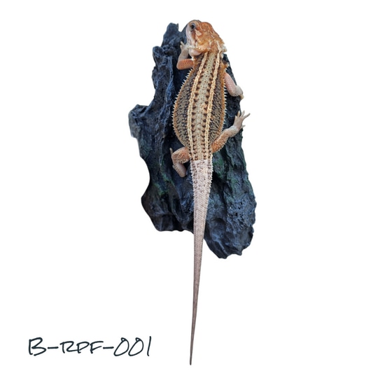 Red - Thunderbolt - Paradigm Bearded Dragon Central Bearded Dragon by ...