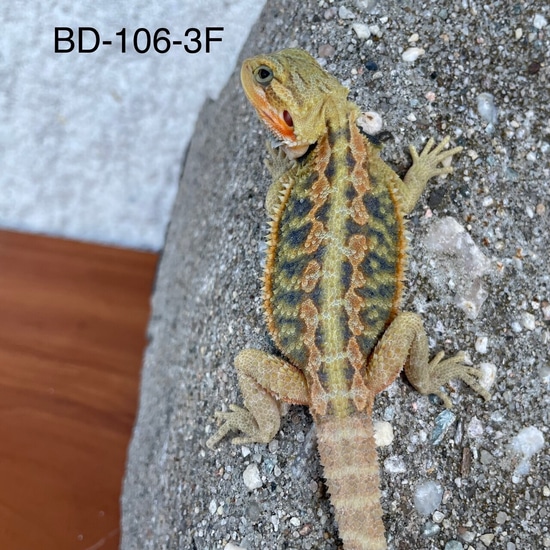 Extreme Blue Bar Hypo Translucent Central Bearded Dragon by Reptile Deli
