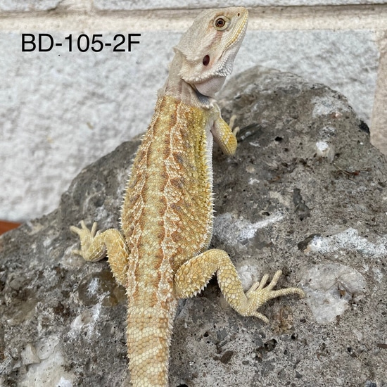 Yellow Hypo Color Stripe Central Bearded Dragon by Reptile Deli