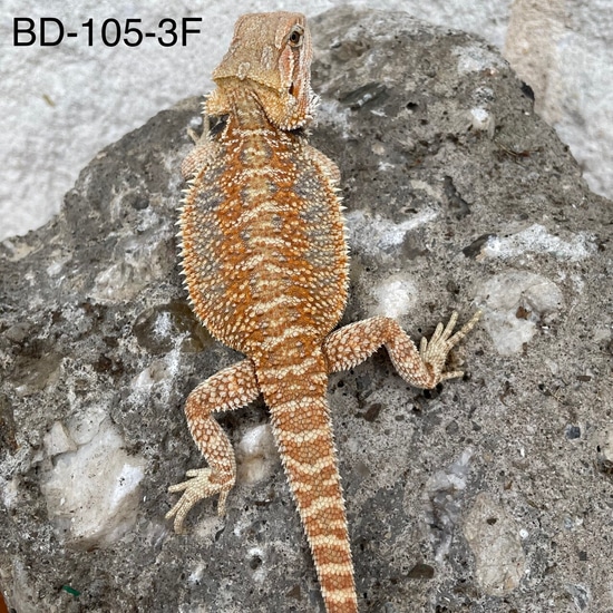 Hypo Blue Bar Color Stripe Central Bearded Dragon by Reptile Deli