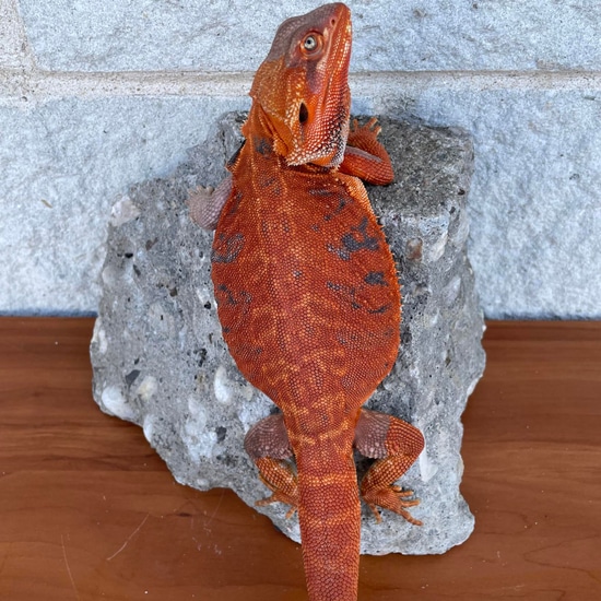 Red Blue Bar Leatherback Central Bearded Dragon by Reptile Deli