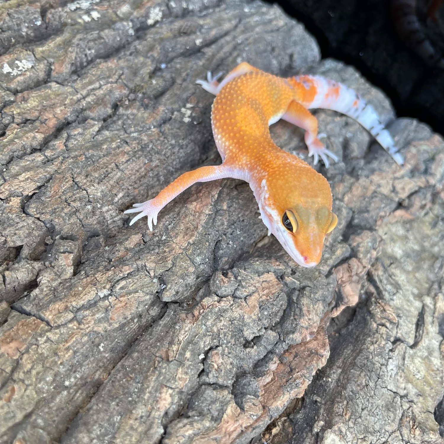 Tango Crush Mandrin Fire Fox Cross Leopard Gecko by Reptile Deli ...