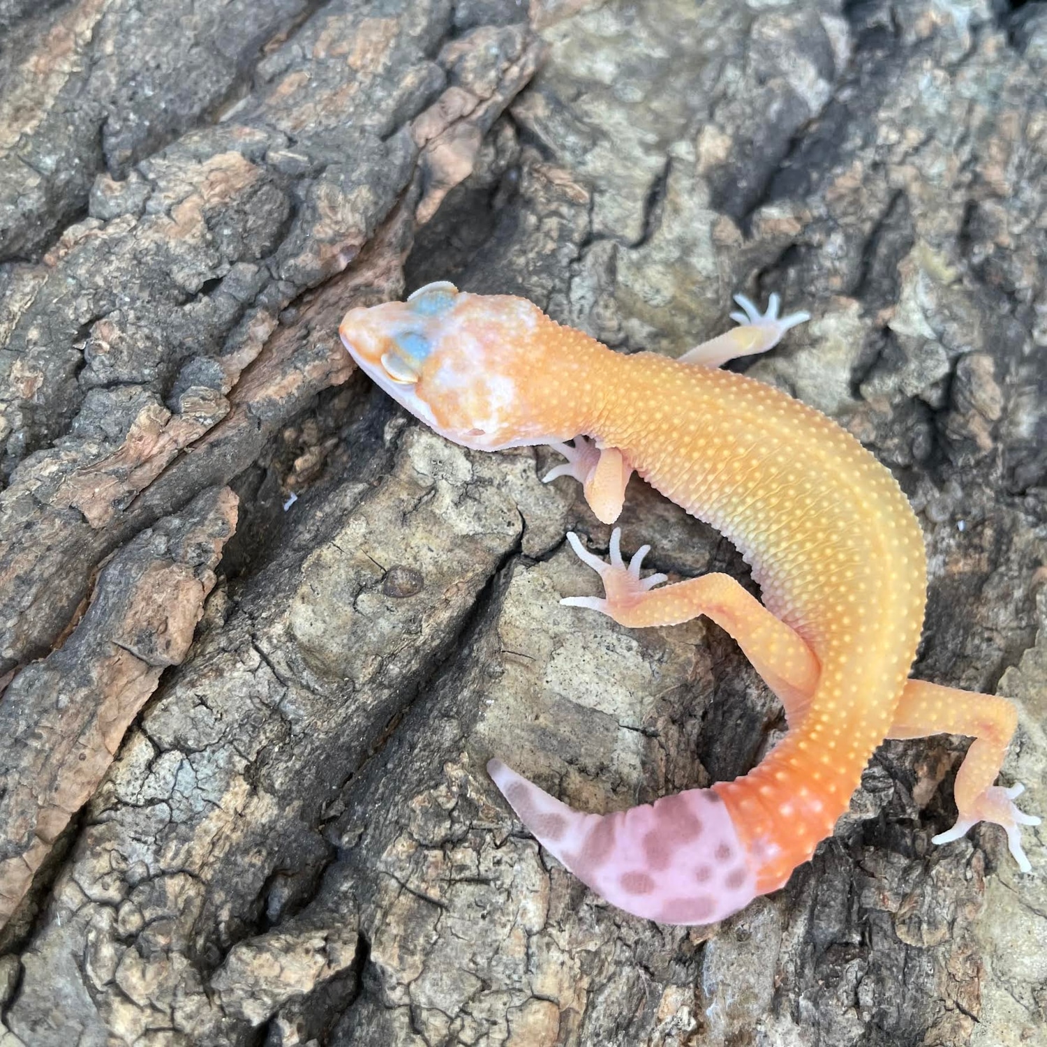 Rain Water Inferno Patternless Leopard Gecko by Reptile Deli - MorphMarket