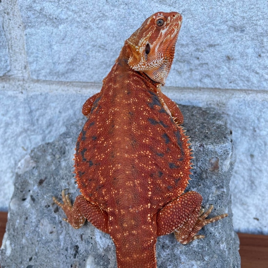 Red Leatherback Blue Bar Dunner Central Bearded Dragon by Reptile Deli