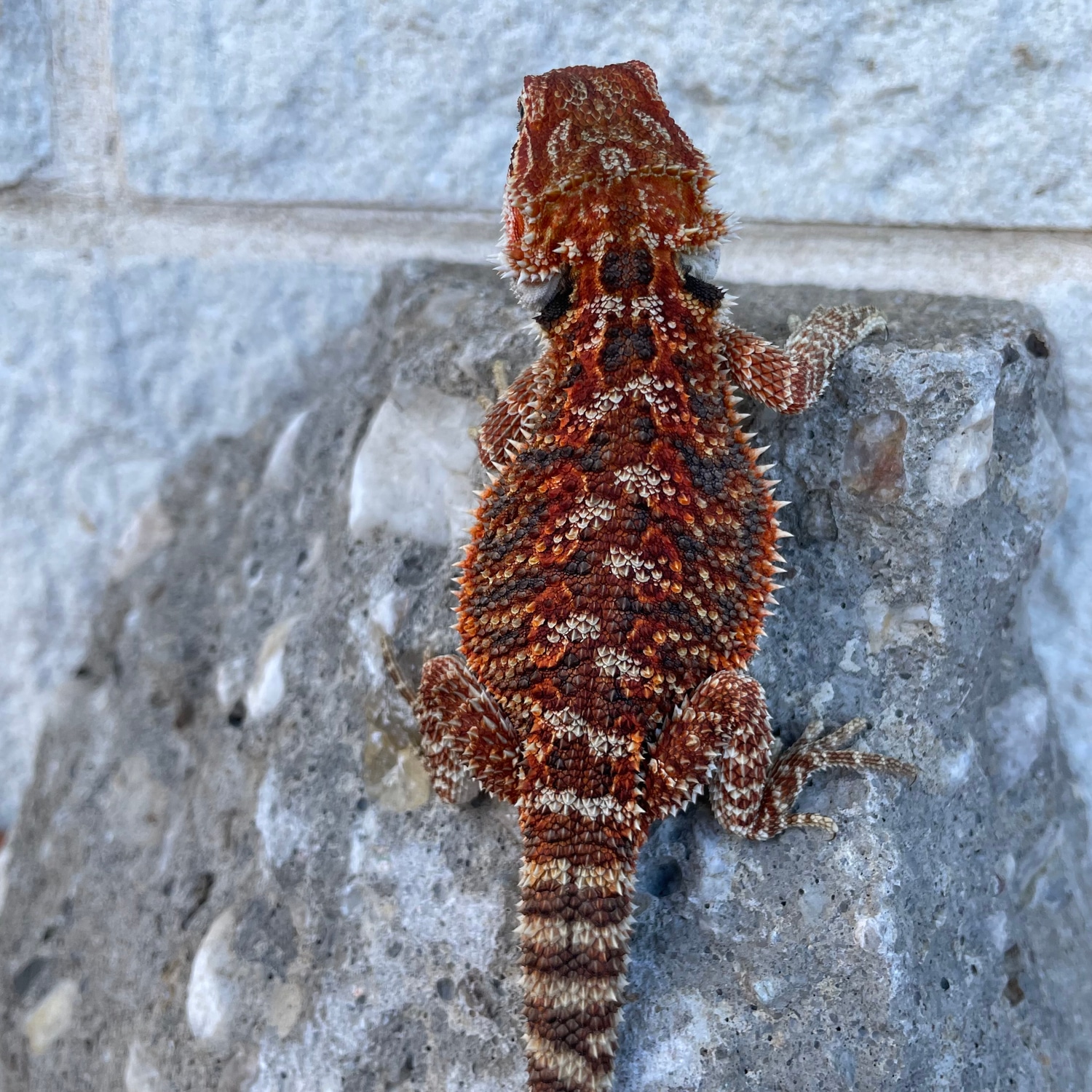 Blue Bar Red Monster Central Bearded Dragon by Reptile Deli - MorphMarket
