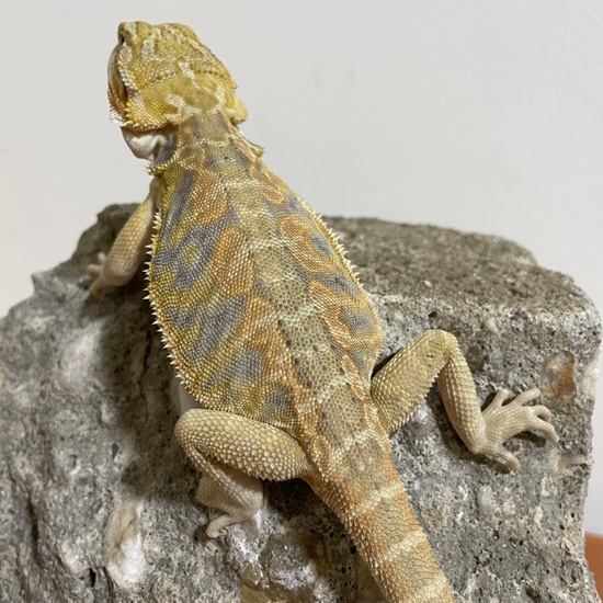 Blue Bar Hypo Leatherback 66% Het Translucent Central Bearded Dragon by ...