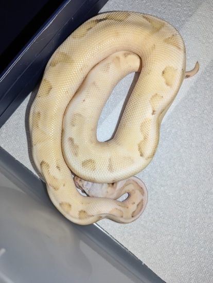 Orange Dream Vanilla Scream Ball Python by ReptileDelight