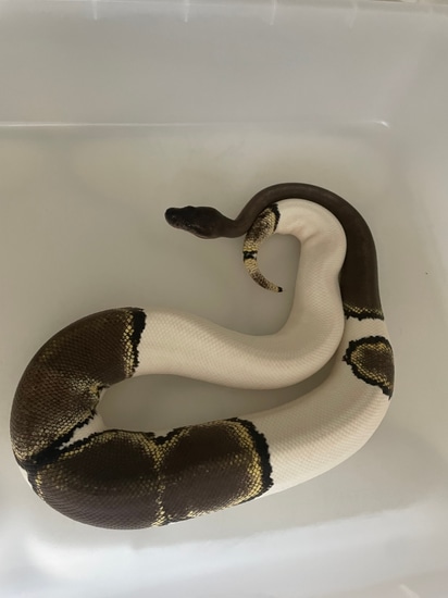 Pied GHI Mojave Ball Python by ReptileDelight