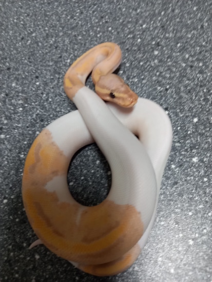 Orange Dream Banana Mojave Pied (Male Maker) Ball Python by Reptiledreams