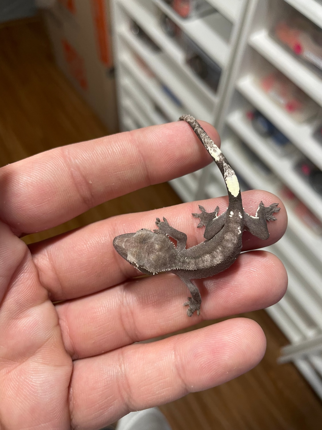 Visual Axanthic Crested Gecko by Reptile Edge - MorphMarket