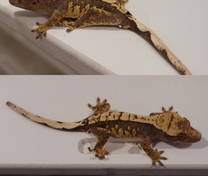 Visual Axanthic Lily White Female Crested Gecko by Reptile Edge ...