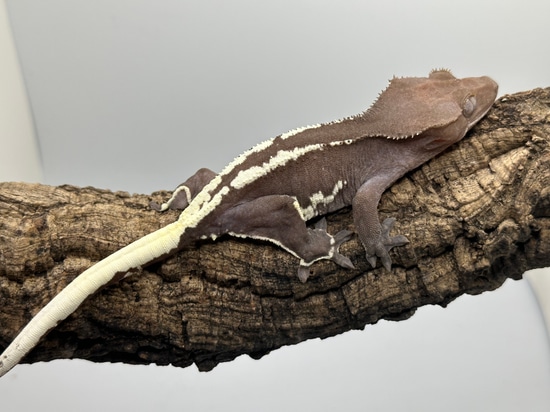 Visual Axanthic Lily White Female Crested Gecko by Reptile Edge