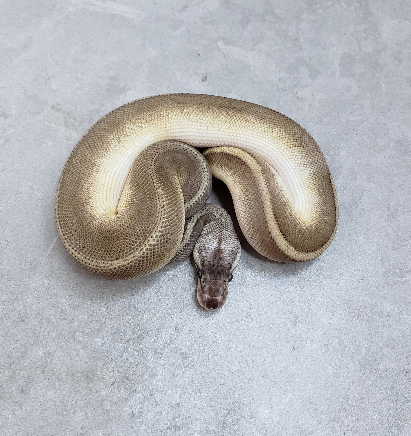 Pastel Mahogany Bongo Het Clown Ball Python by Reptile Enterprises ...