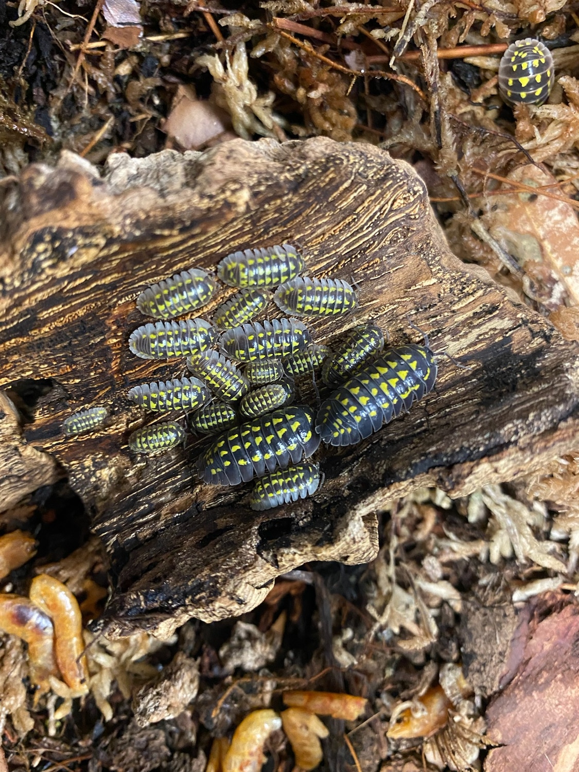 Armadillidium Gestroi Isopod by Reptile Factory - MorphMarket