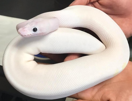 Black Eyed Lucy Ball Python by Reptile Factory