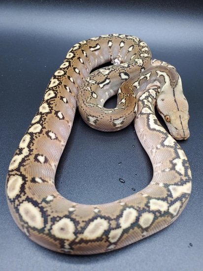 Phantom Het Albino Reticulated Python by Reptile Factory
