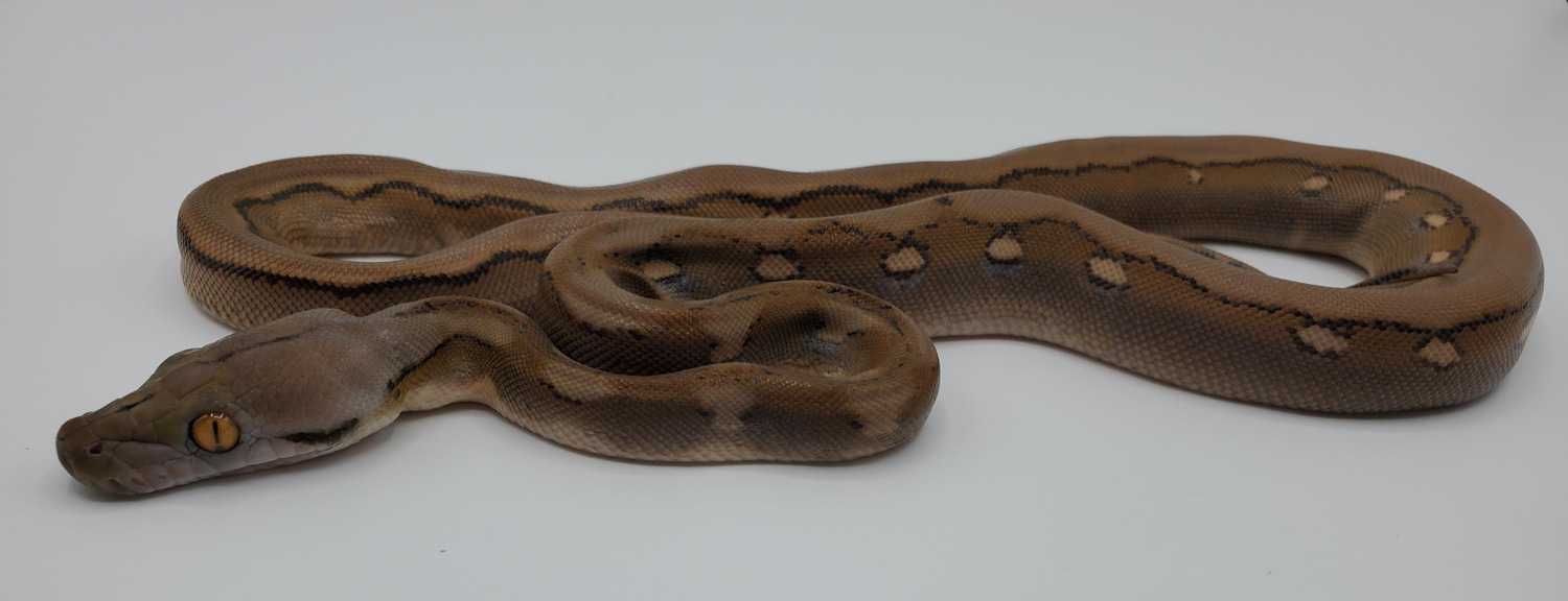 Motley Genetic Stripe Het Albino Reticulated Python by Reptile Factory ...