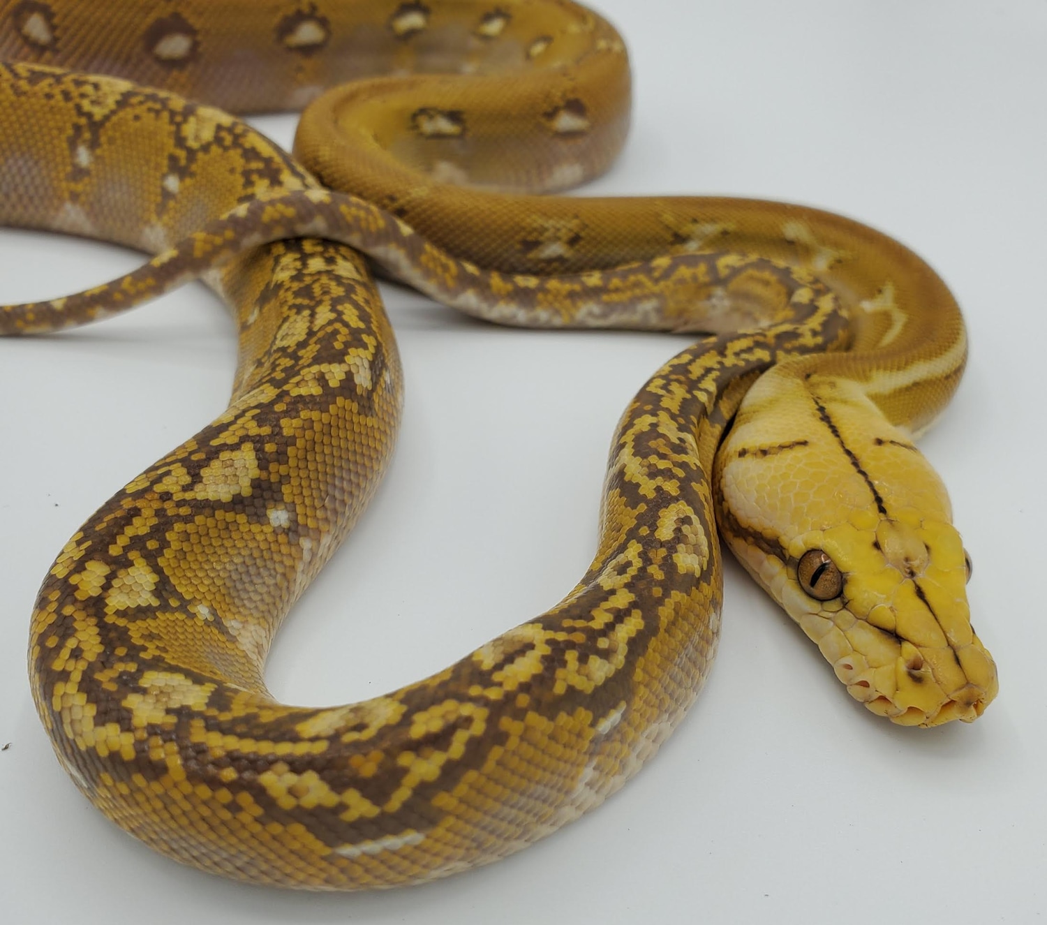 Mochino Phantom Reticulated Python by Reptile Factory - MorphMarket