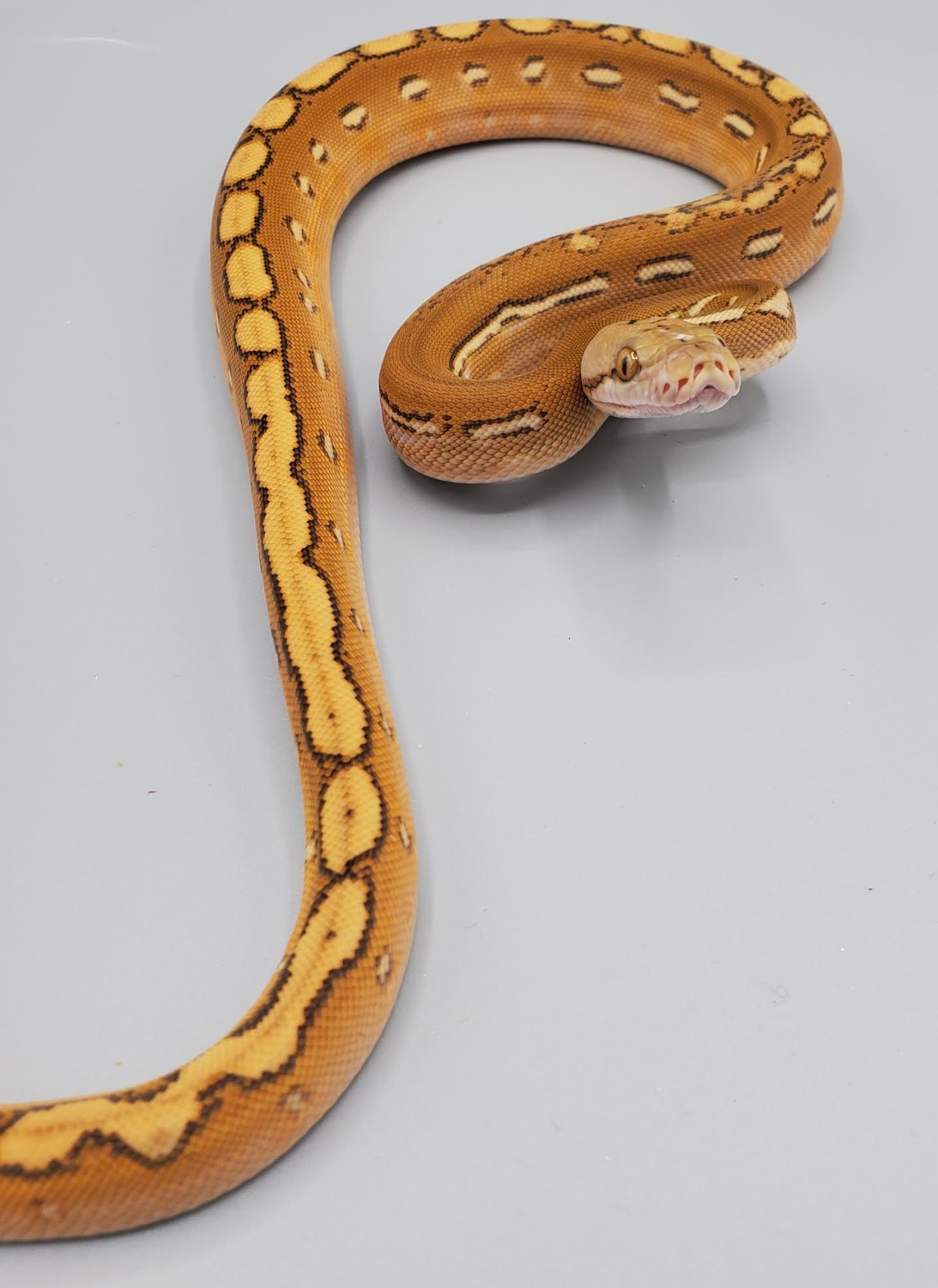 OGS Sunfire Reticulated Python by Reptile Factory - MorphMarket