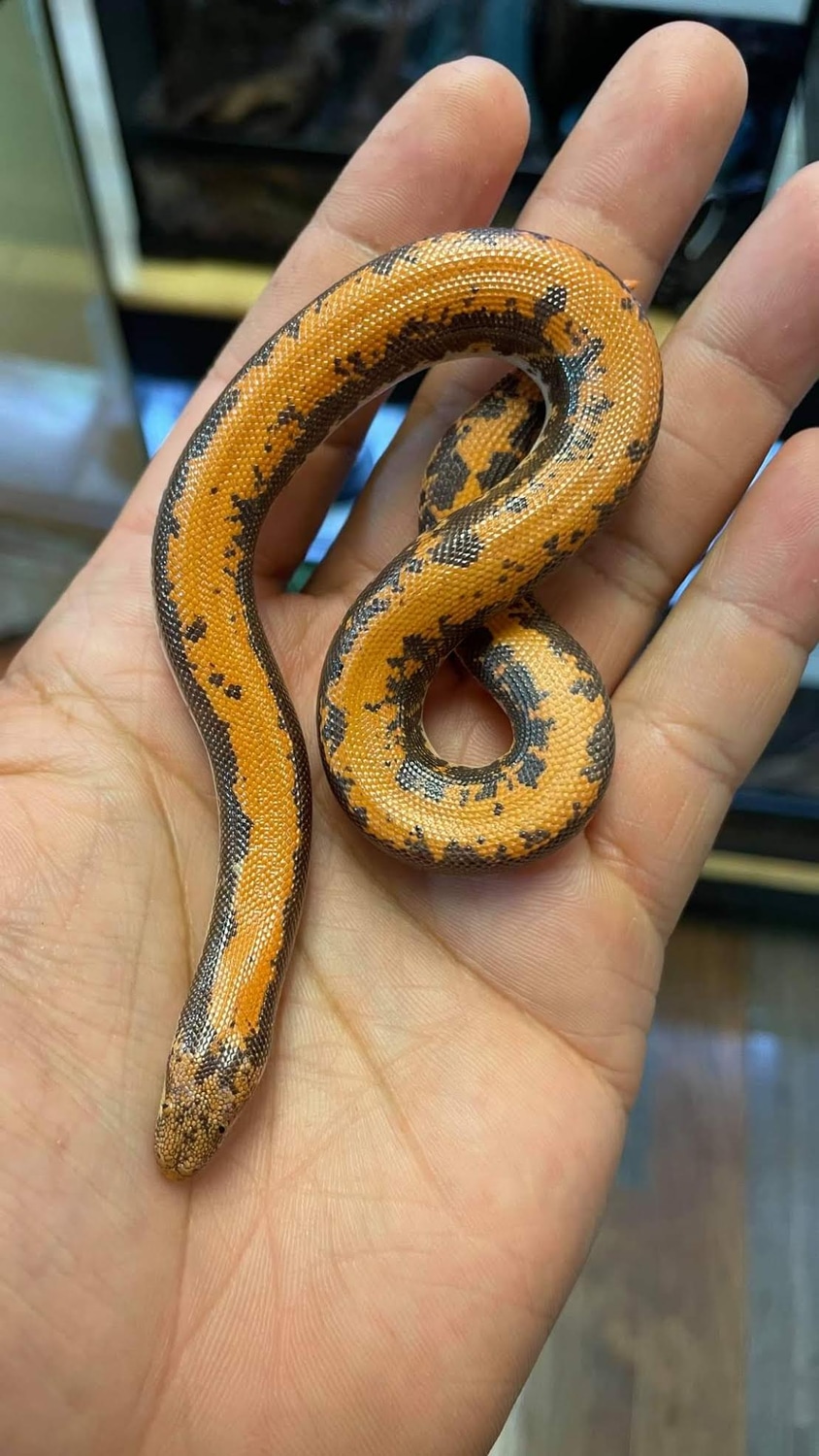 Paint Het Snow Kenyan Sand Boa by Reptile Factory - MorphMarket