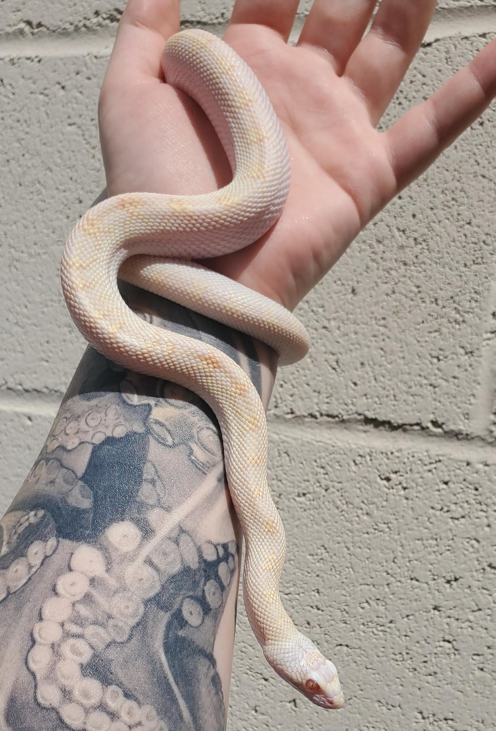 White Sided Albino Hypo 66% Het Blizzard 66% Het Patternless Bullsnake ...