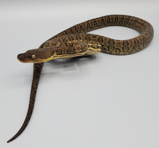 Super Timor Python by Reptile Factory