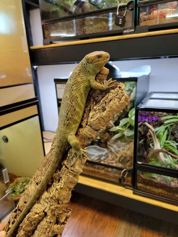 Monkey Tail Skink Monkey-tailed Skink by Reptile Factory - MorphMarket