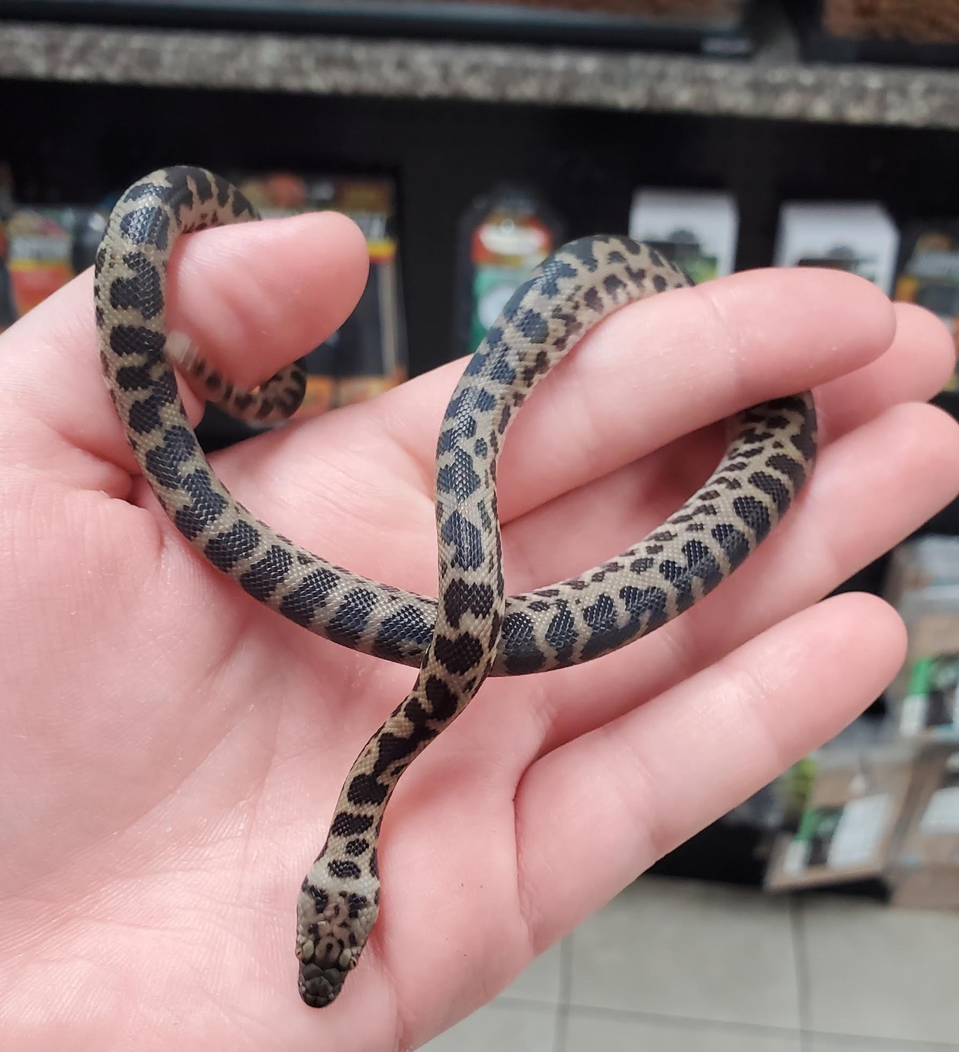 Spotted Python by Reptile Factory - MorphMarket