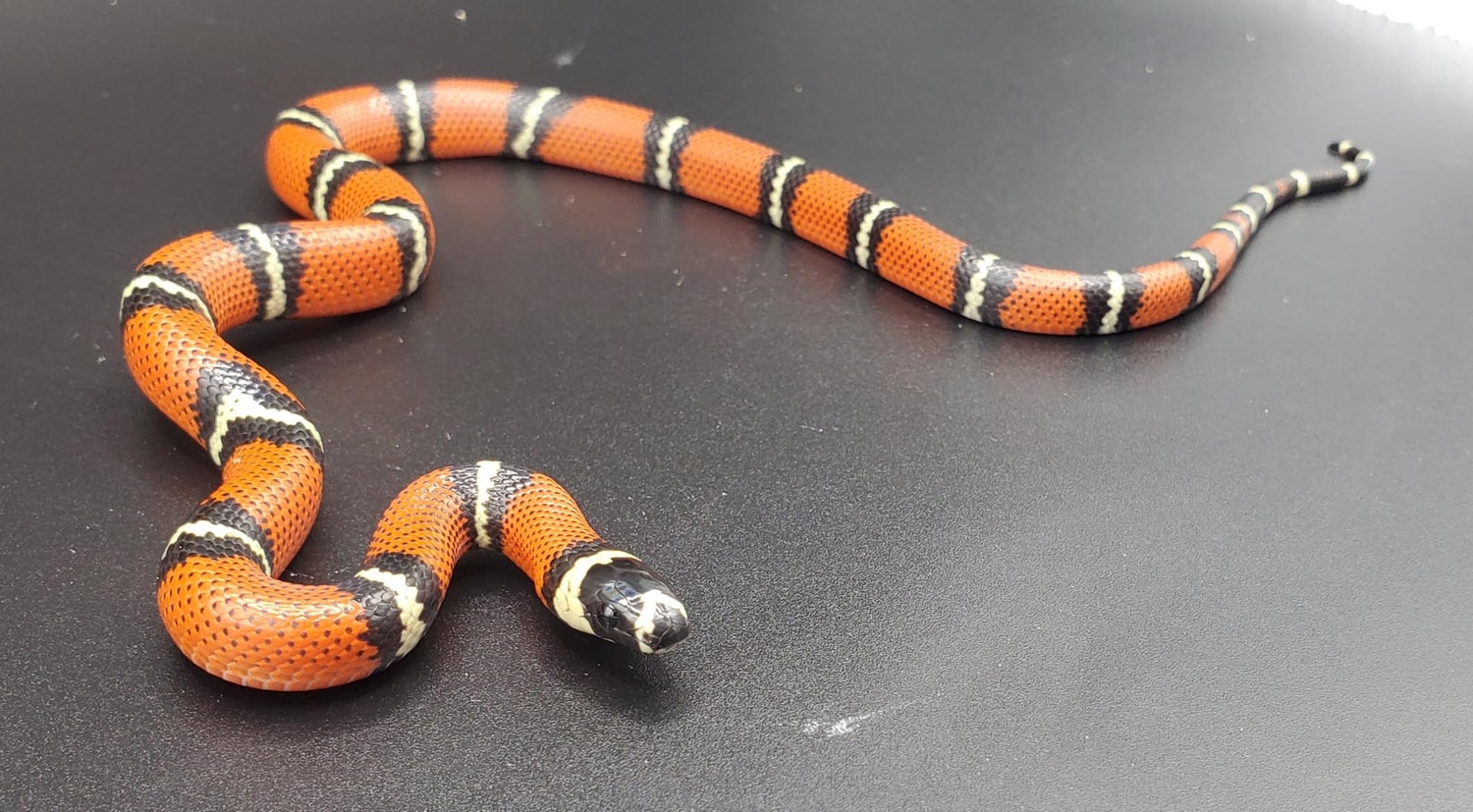 Stuart's Milk Snake by Reptile Factory - MorphMarket