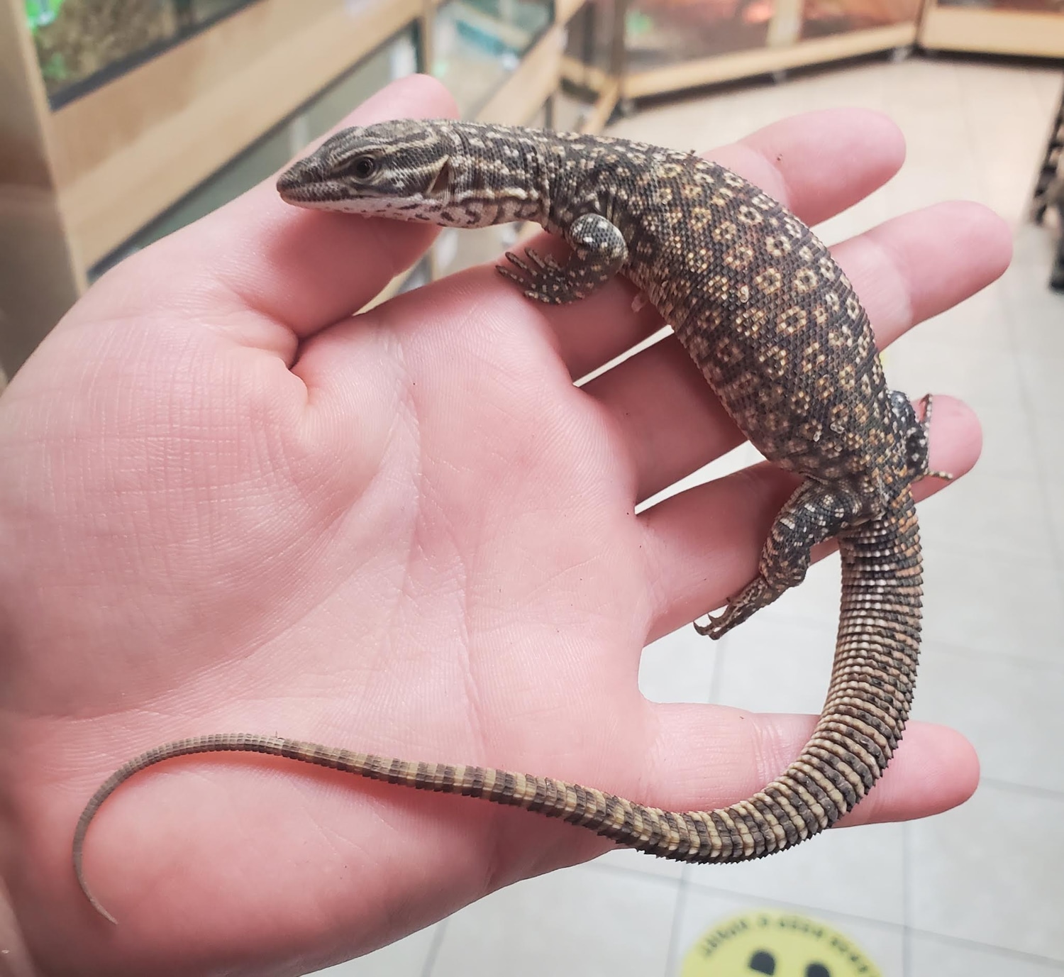 Red Ackie Monitor Other Monitor by Reptile Factory - MorphMarket