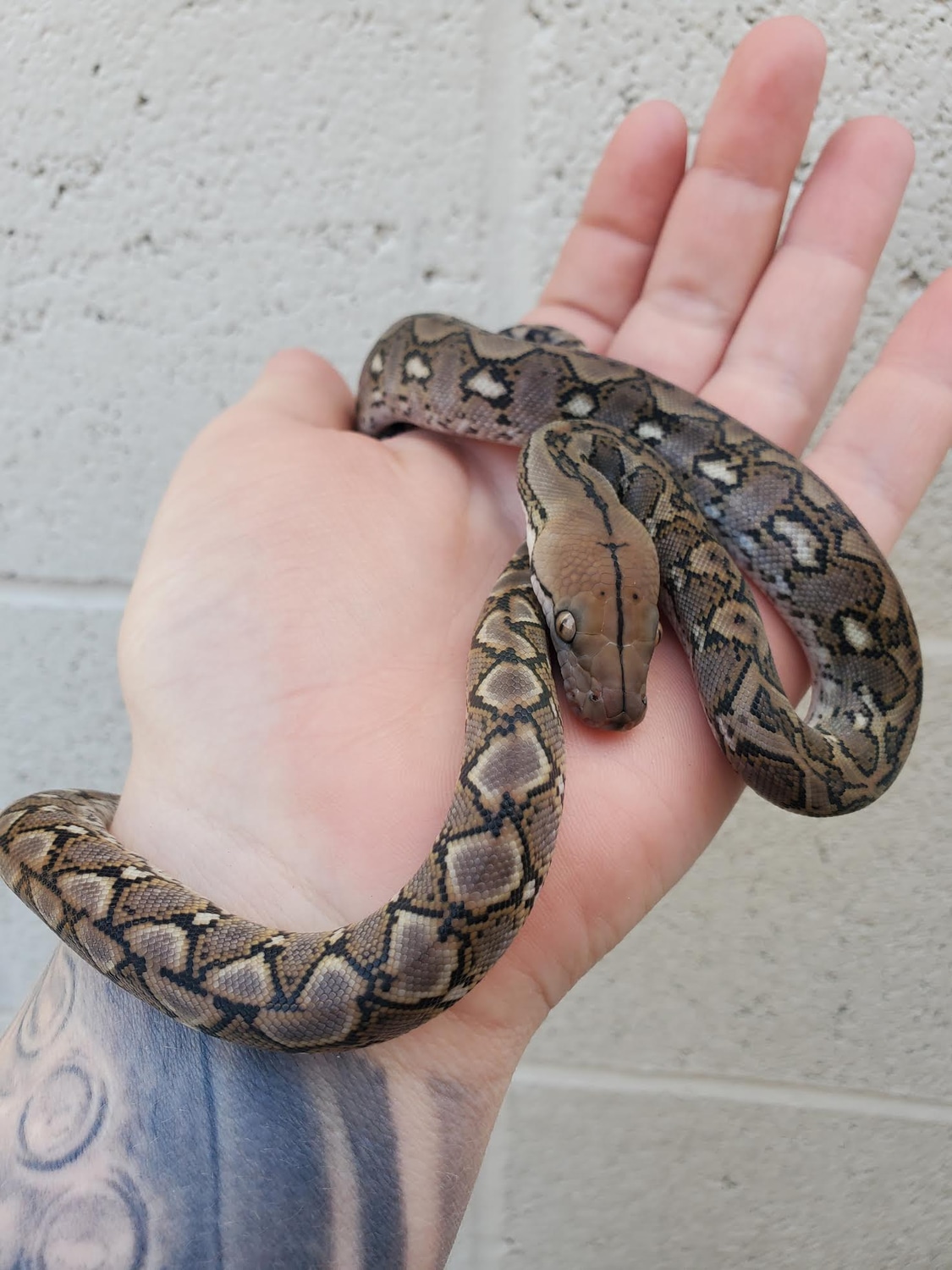 100% Super Dwarf (Kalaotoa) Reticulated Python by Reptile Factory ...