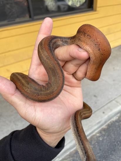 Hypo Super Roswell Laddertail Boa Constrictor by Reptile Factory