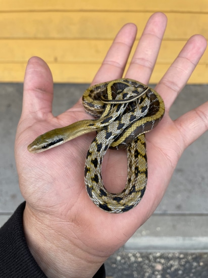 Taiwanese Beauty Rat Snake by Reptile Factory