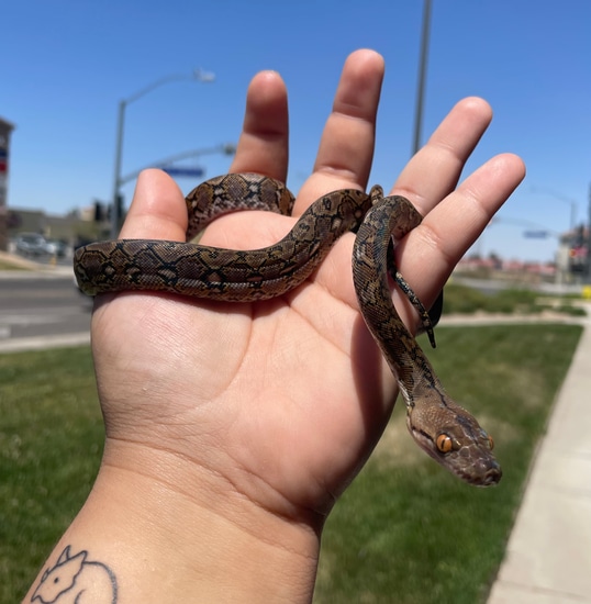 Pygmy Line Kalaotoa Super Dwarf Reticulated Python by Reptile Factory