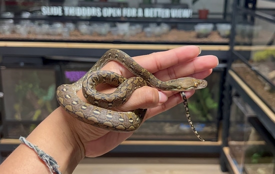 Kayuadi Super Dwarf Reticulated Python by Reptile Factory