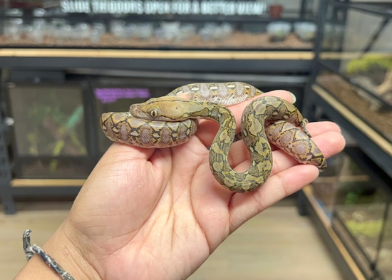 Female Kayuadi Super Dwarf Reticulated Python by Reptile Factory