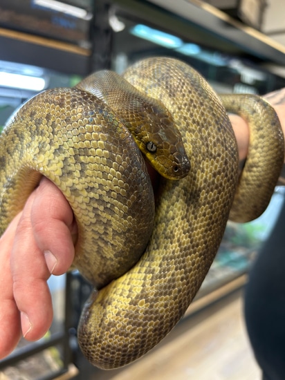 Female Macklots Python Macklot's Python by Reptile Factory